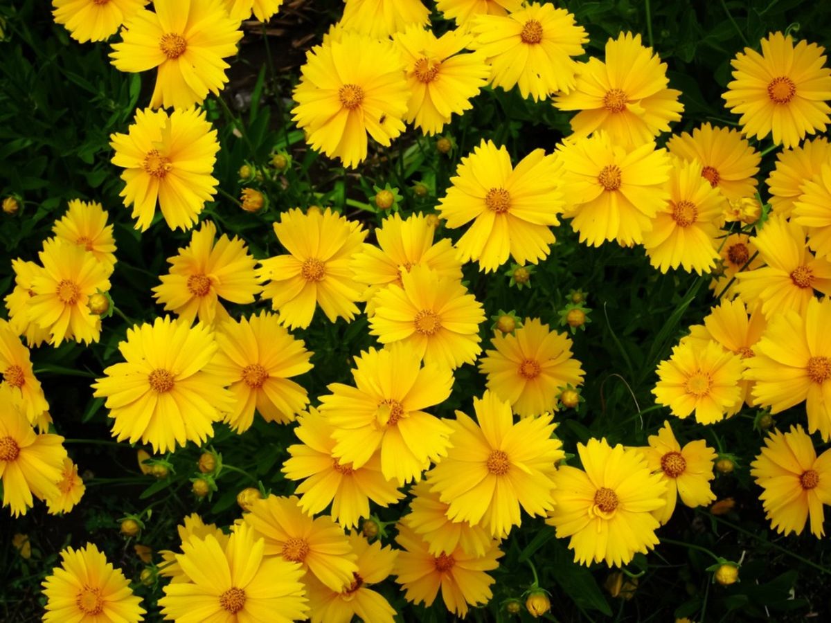 Common Yellow Perennials: What Are The Best Yellow Perennials ...