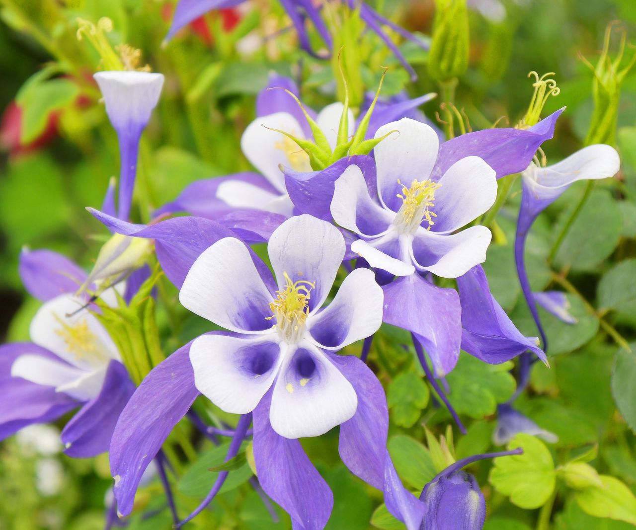 Try These 11 Stunning Shade Plants for Hummingbirds | Gardening Know How