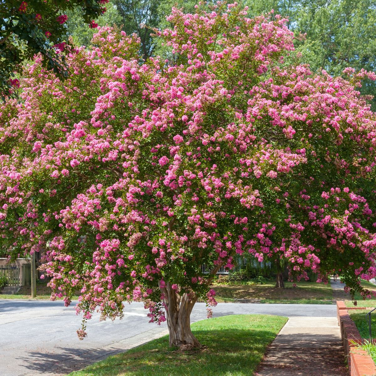 Crepe Myrtle Pruning Guide: Everything You Need To Know | Gardening ...