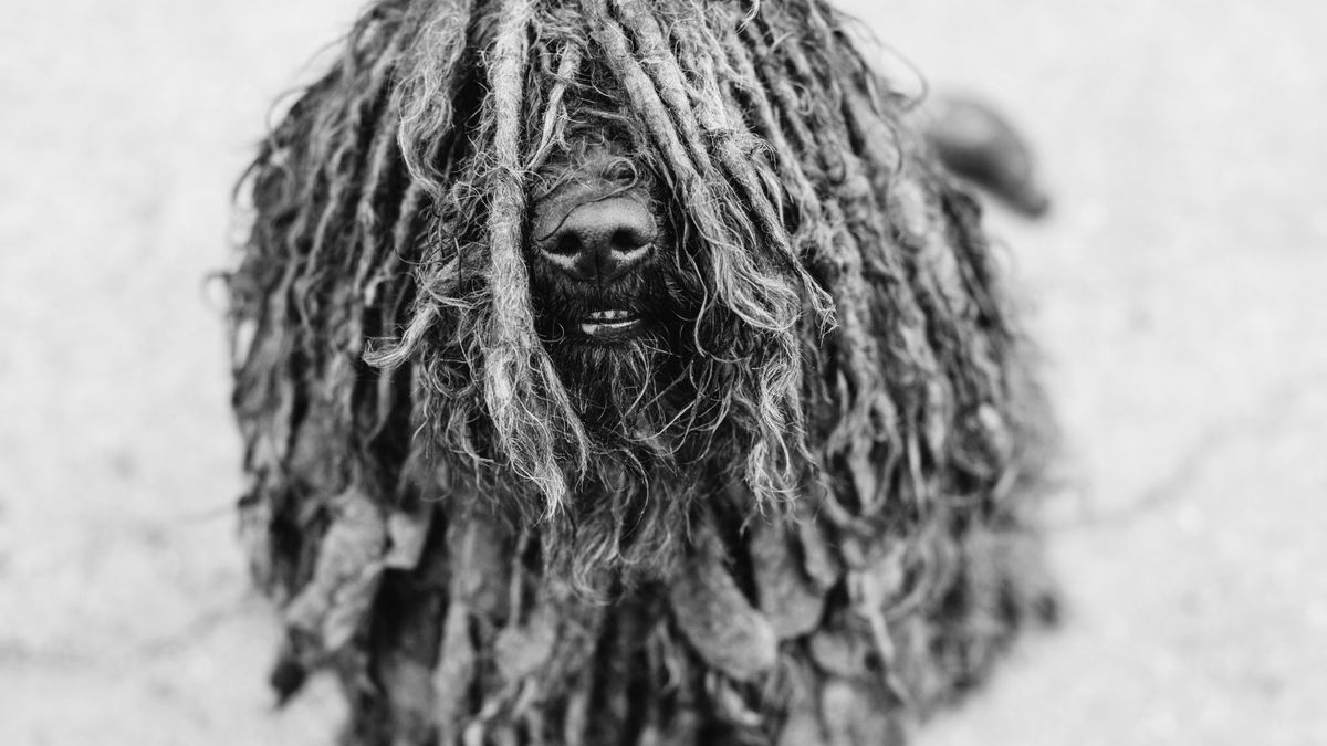 Unusual dog breeds that will stop you in your tracks | PetsRadar