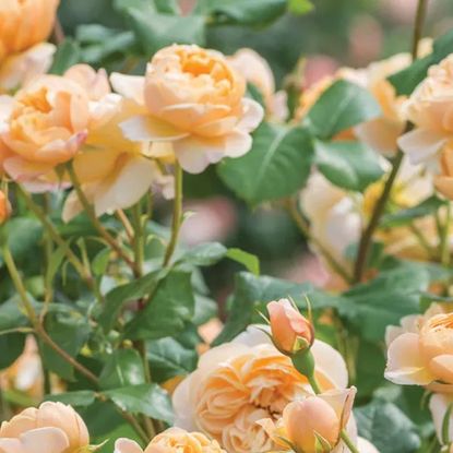 How to plant bare root roses | Livingetc