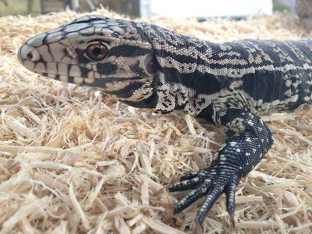 Images: Exotic Lizards Pop Out of the Ground in Florida | Live Science