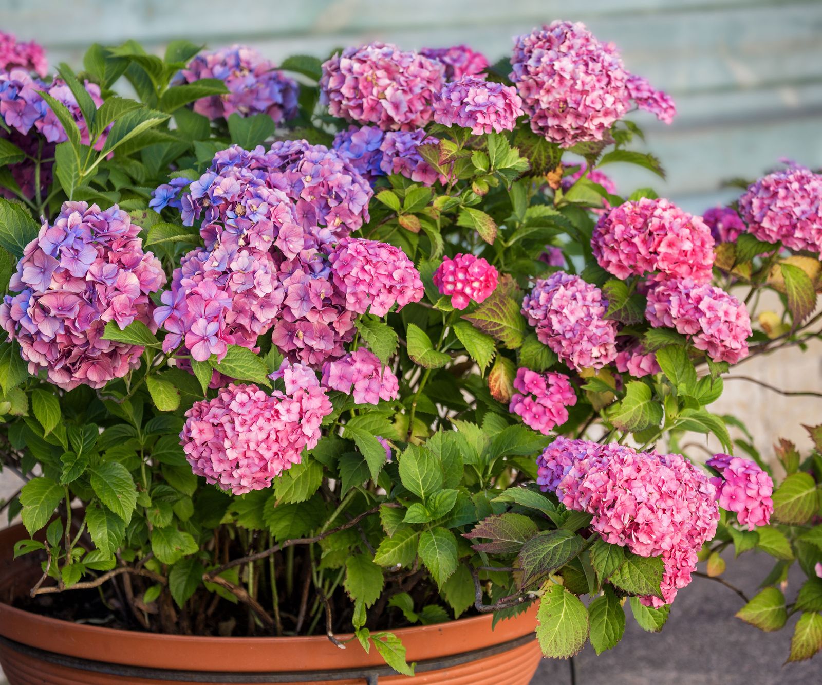 10 Large Outdoor Plants For Pots For An Eye-Popping Display | Gardening ...