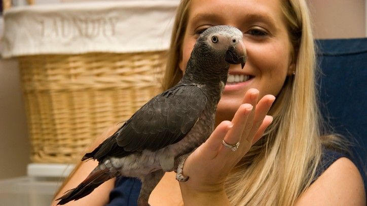 11 types of pet parrot | PetsRadar