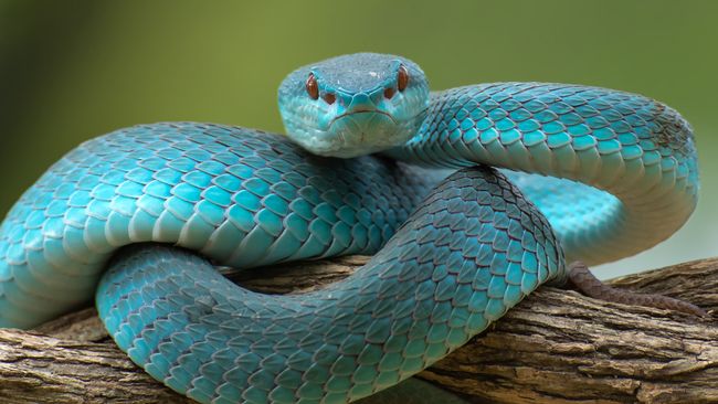 Slow-motion footage of snake attacks reveals surprise discovery about ...