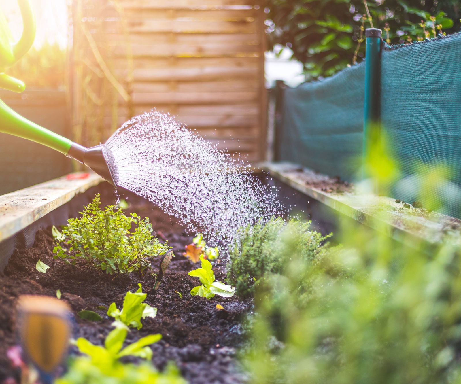 How to water plants: 10 expert tips for efficient watering | Homes and ...