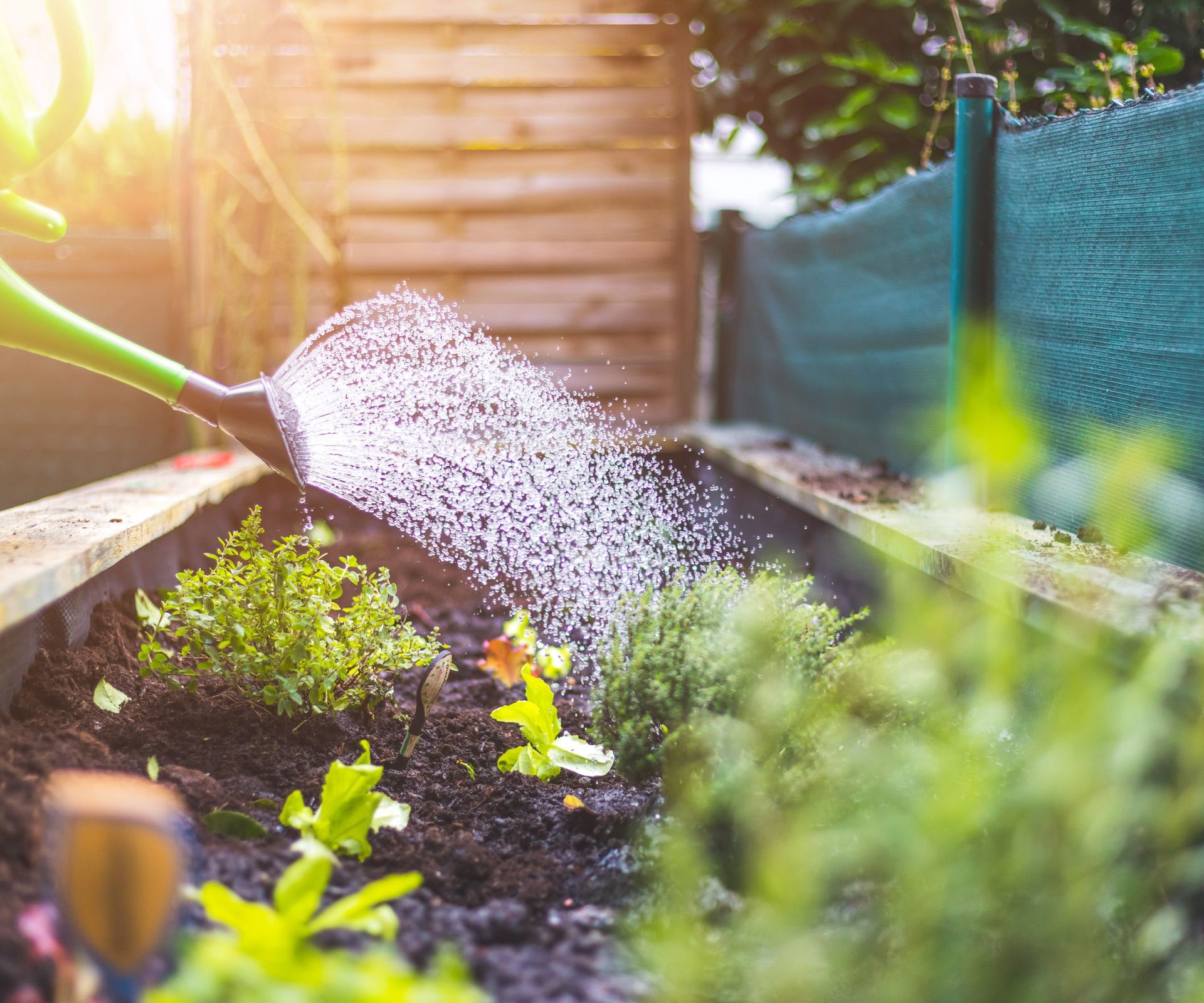 How to water plants: 10 expert tips for efficient watering | Homes and ...