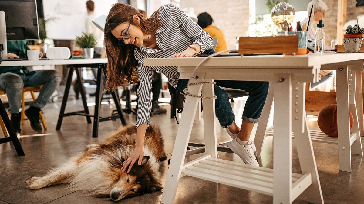 Take Your Dog to Work Day: What is it and how can you celebrate ...