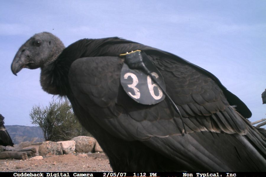 Images of Pinnacles National Monument | Condor Images | Live Science