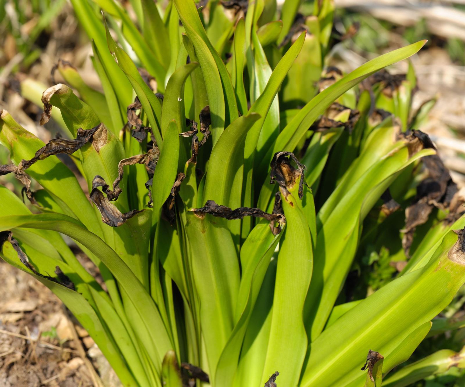 Should I water my plants before a frost? Experts advise | Homes and Gardens