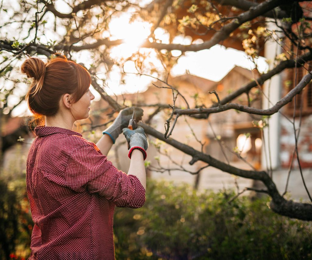 Trees to prune in March and expert trimming tips | Homes and Gardens