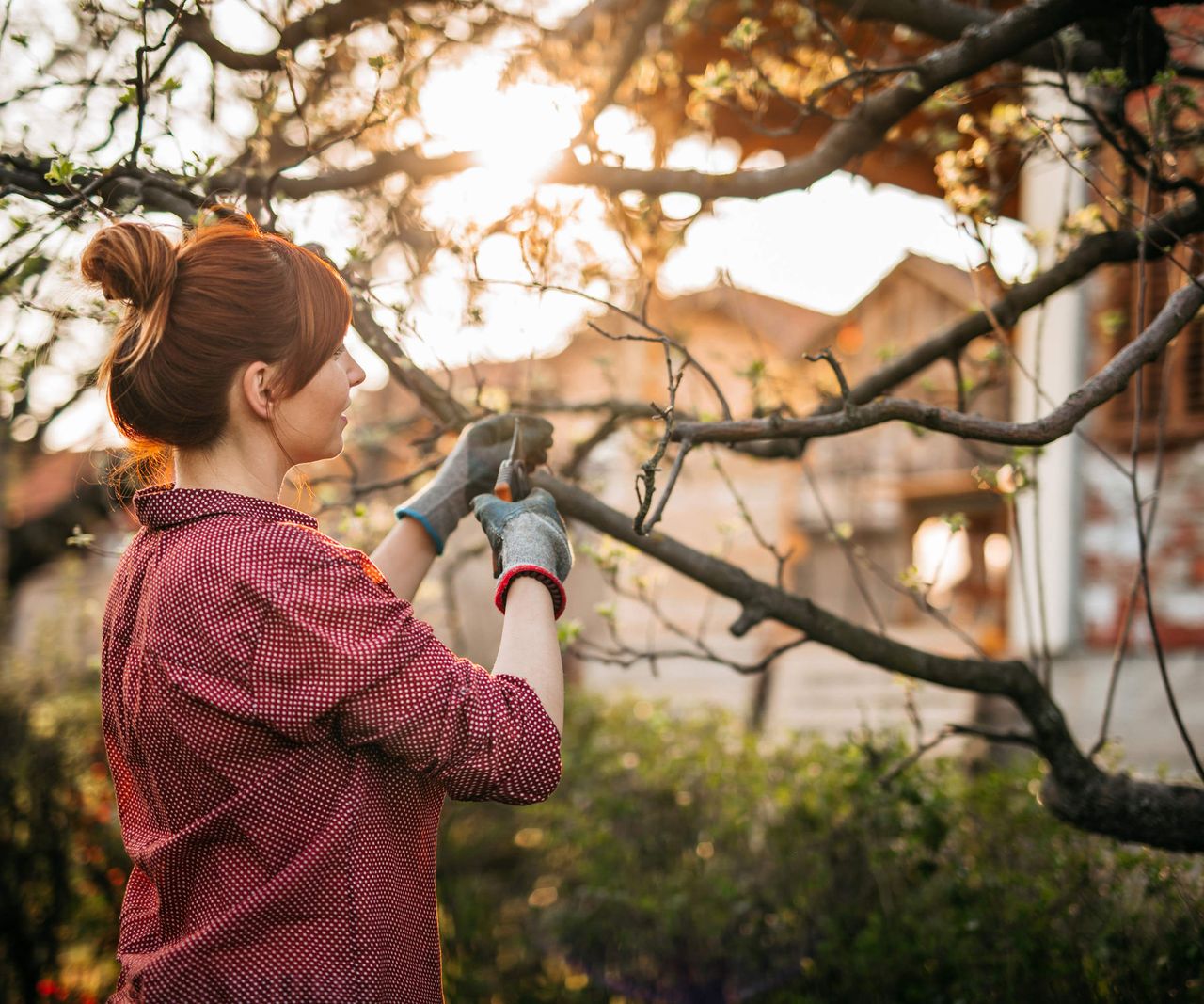 When to prune trees in your garden - with expert tips | Homes and Gardens