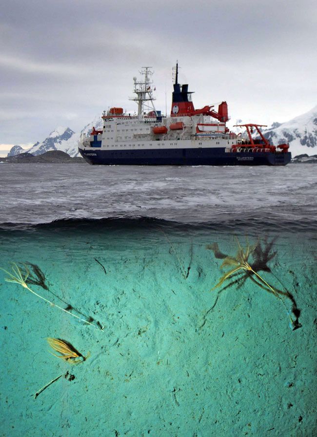Image Gallery: Alien Life of the Antarctic | Live Science