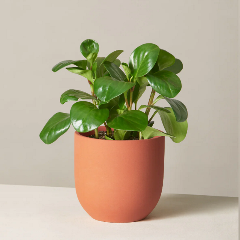 Baby rubber plant care: 5 expert tips for this small plant | Homes and ...