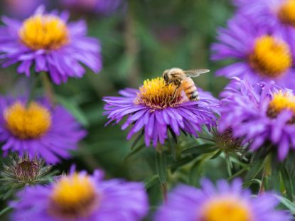 Best fall-blooming flowers for a perennial garden | Livingetc