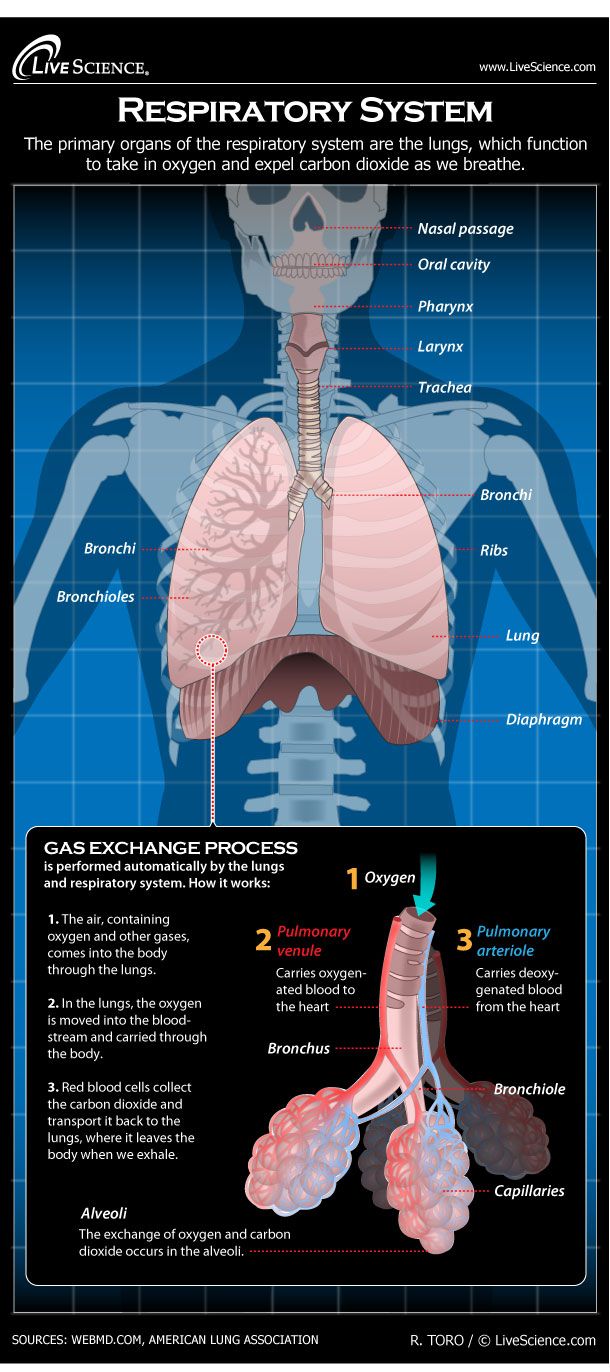 Human Respiratory System Diagram How It Works Live Science