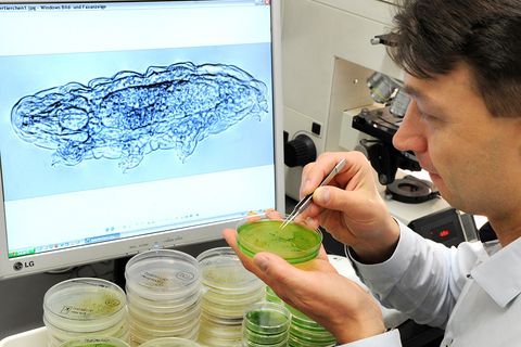 8 Reasons Why We Love Tardigrades | Live Science