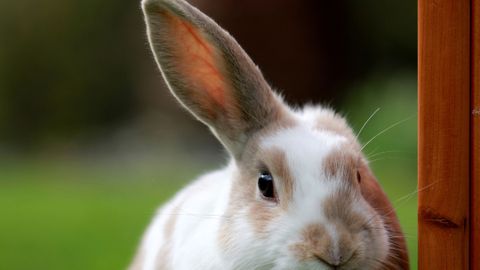 Interesting rabbit facts: 10 fascinating finds about bunnies | PetsRadar