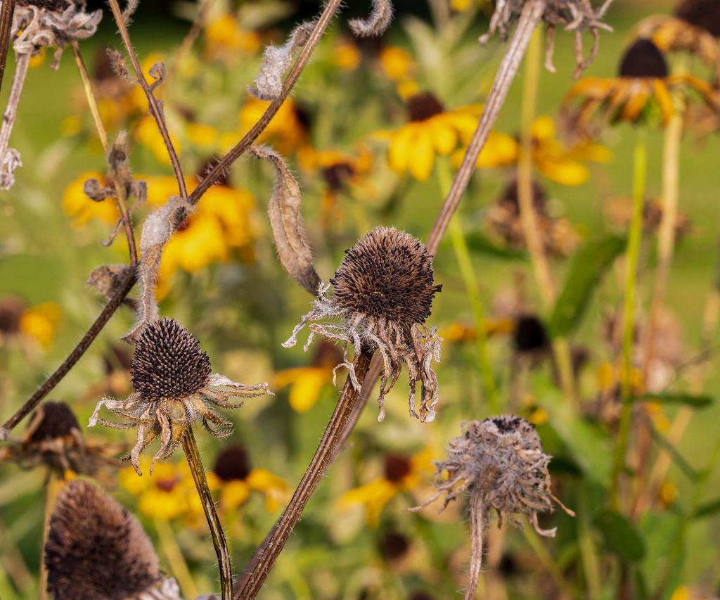 How to harvest black-eyed Susan seeds: 5 expert steps | Homes and Gardens