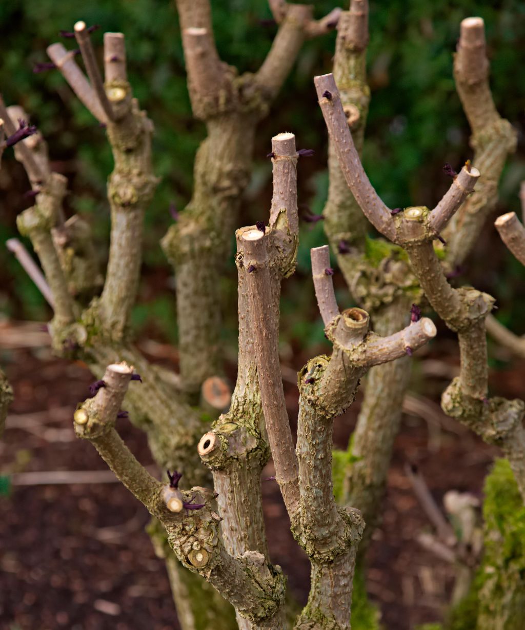 Elder care and growing guide: expert tips on sambucus | Homes and Gardens