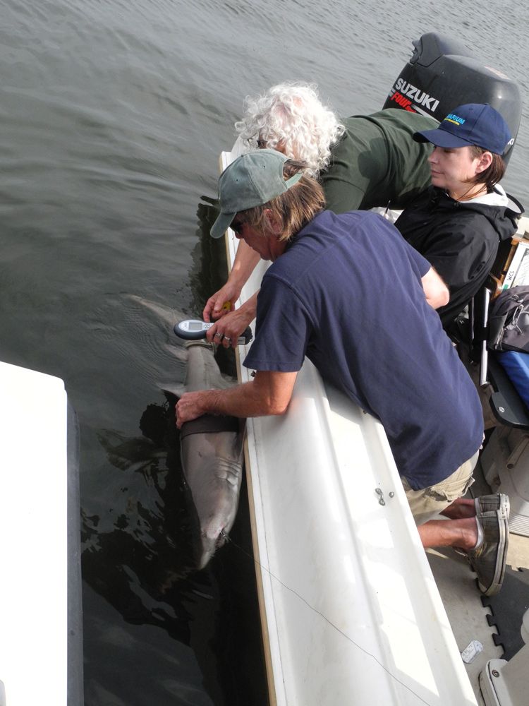 Photos: Baby Sand Tiger Sharks | Live Science