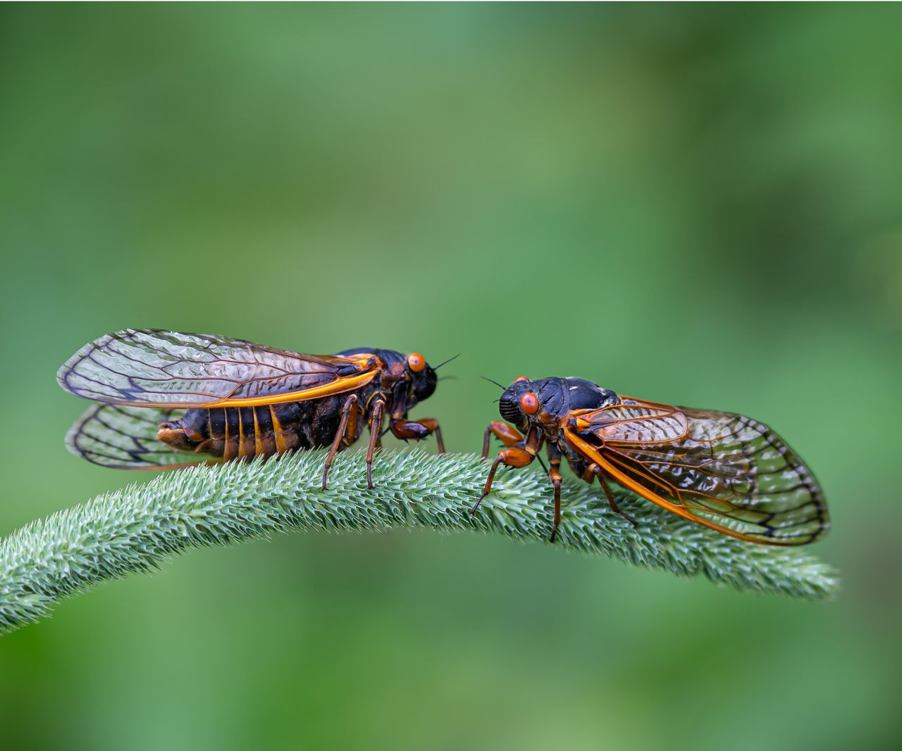 How to repel cicadas and keep your plants safe | Homes and Gardens