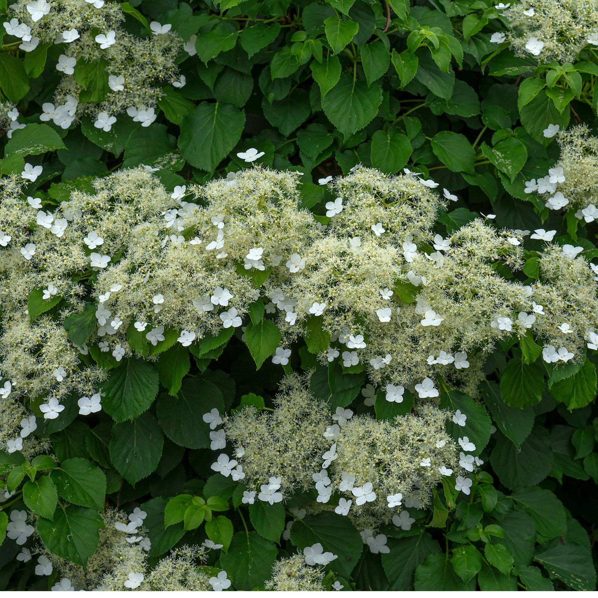 How to grow climbing hydrangeas for years of beautiful blooms | Ideal Home