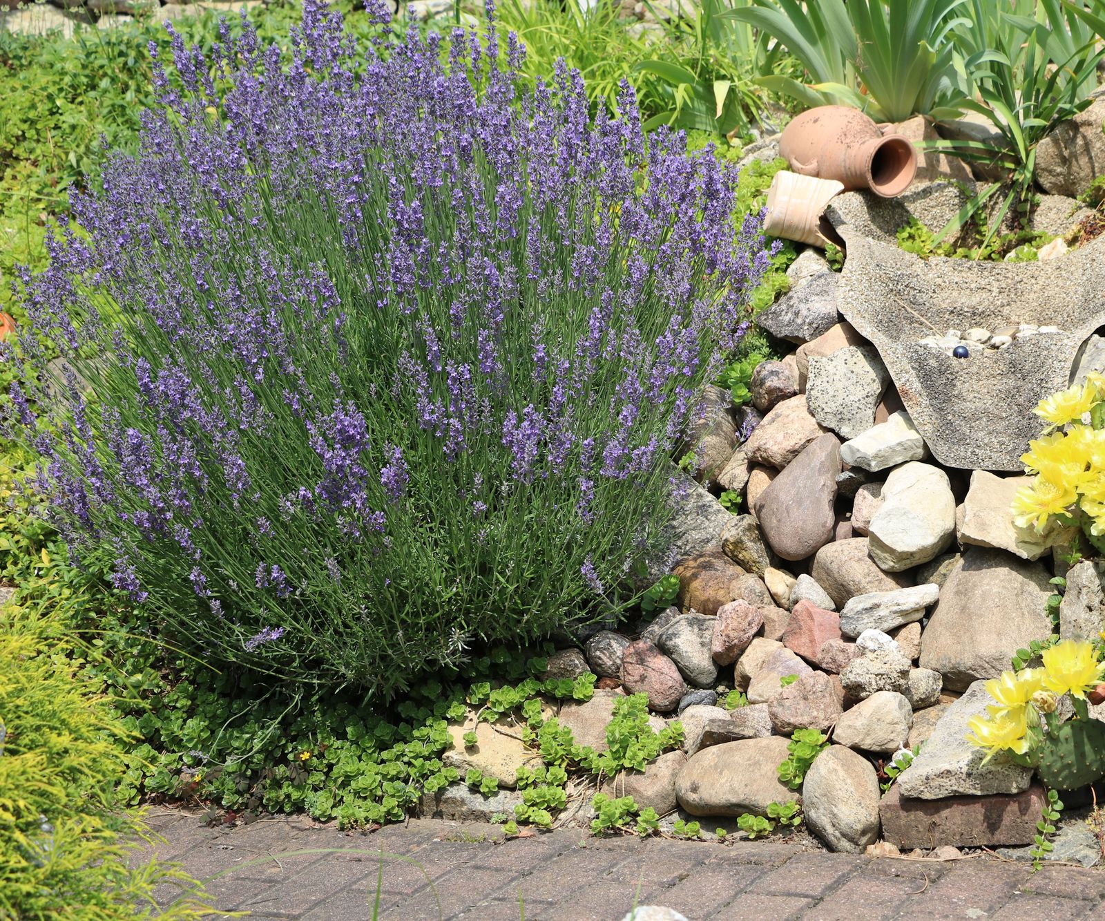 Landscaping with lavender: 15 ways to use this classic shrub | Homes ...