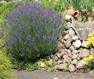 Landscaping with lavender: 15 ways to use this classic shrub | Homes ...