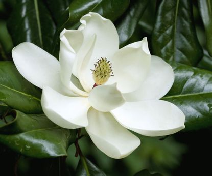 Best magnolia trees: 8 types to add to your yard | Homes and Gardens
