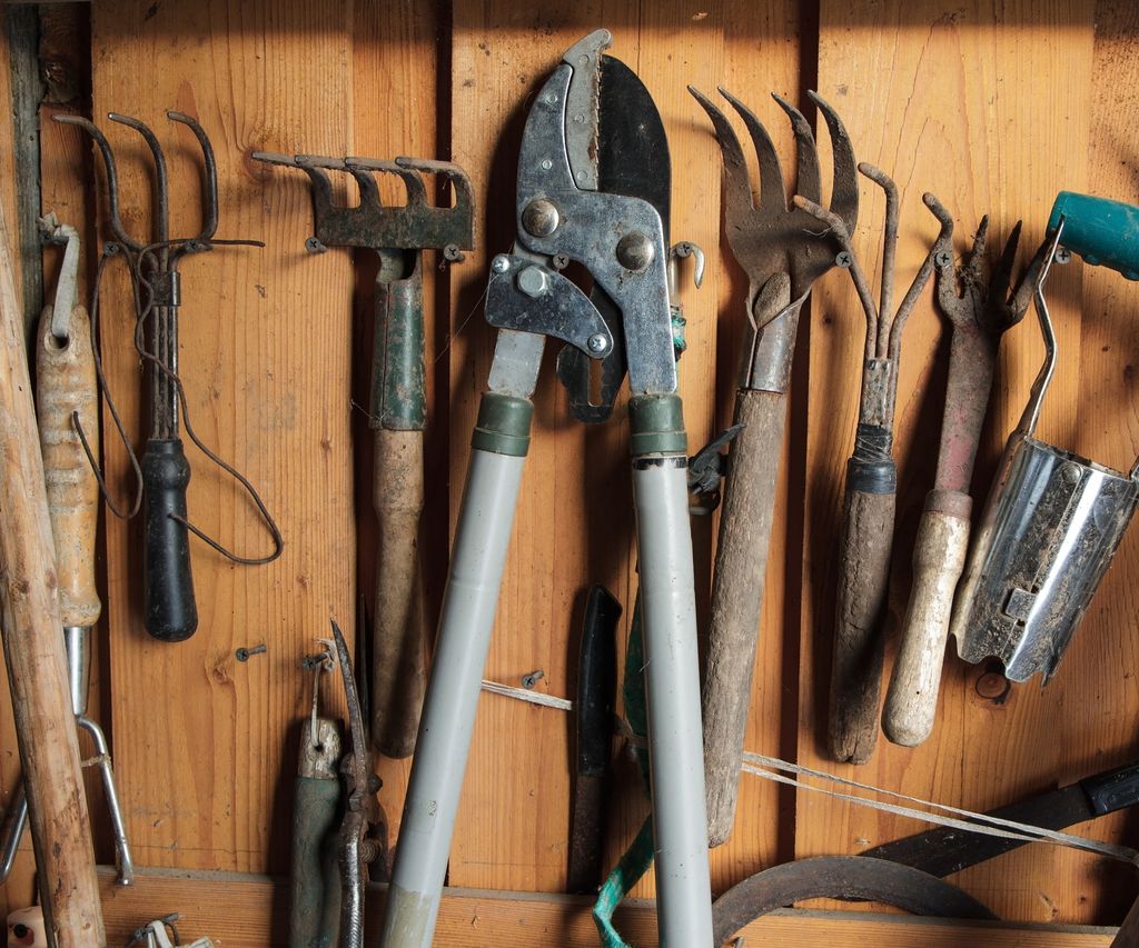 How to grow hummingbird trumpet plants for native groundcover | Homes ...