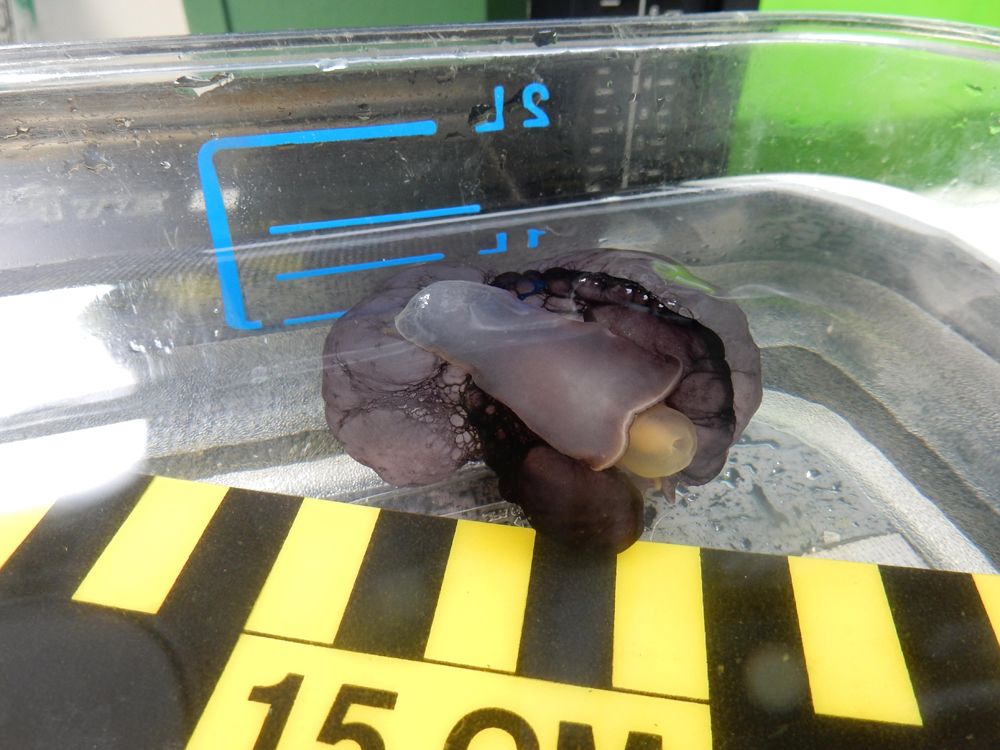 In Photos: Strange Purple Orb Found in Pacific Ocean | Live Science