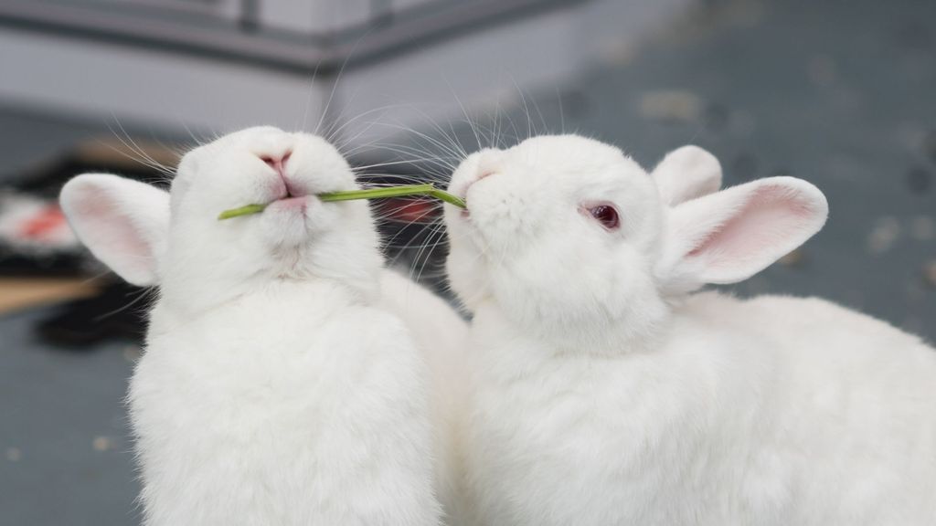 32 facts about rabbits that might surprise you | PetsRadar