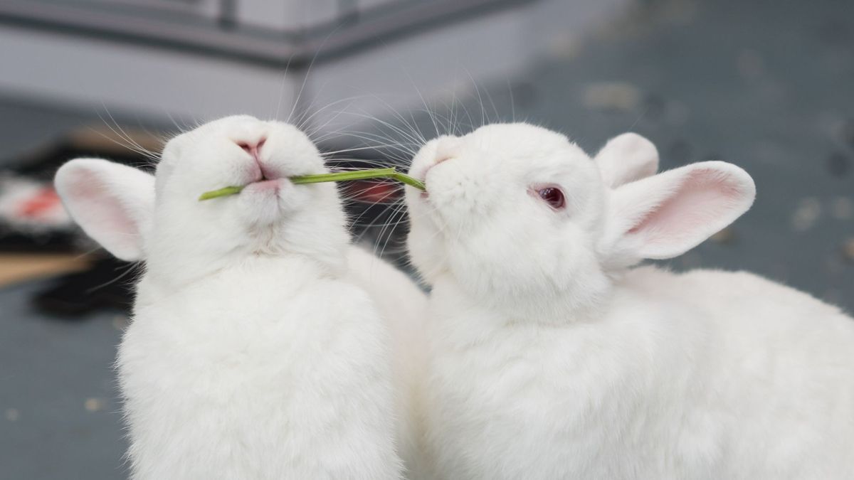 32 facts about rabbits that might surprise you | PetsRadar