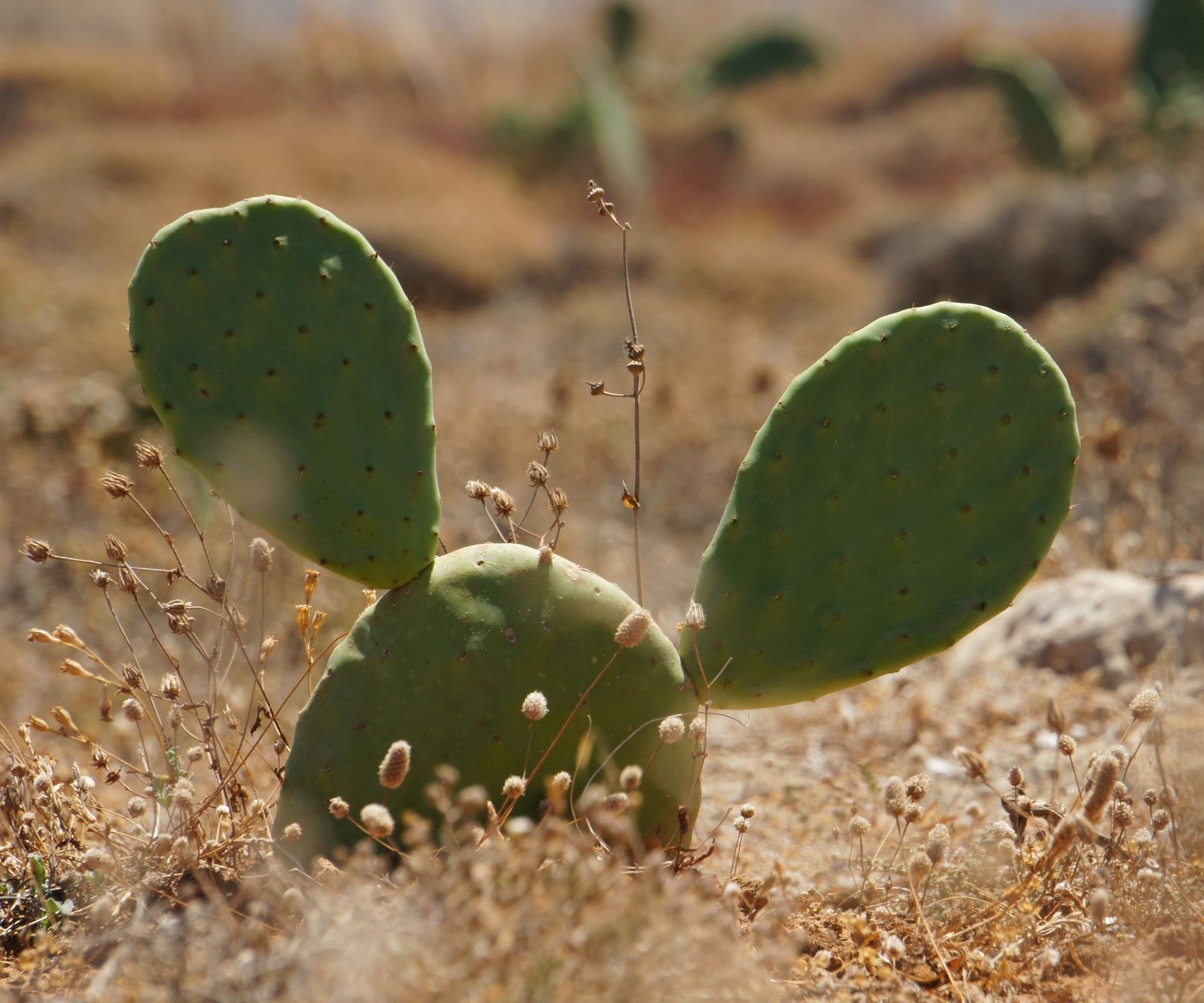 Bunny Ear Cactus: How To Grow This Adorable Desert-Dweller | Gardening ...