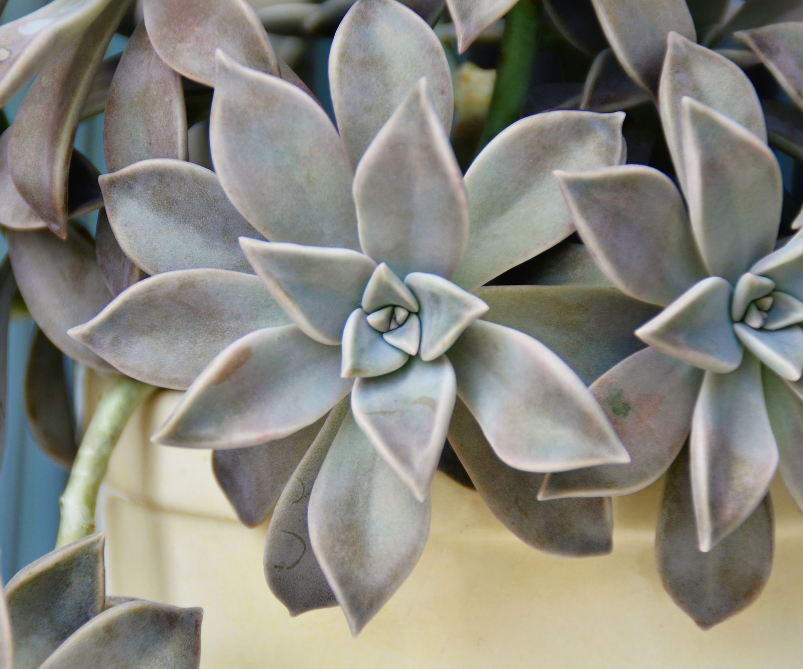 How to grow and care for ghost plants | Homes and Gardens