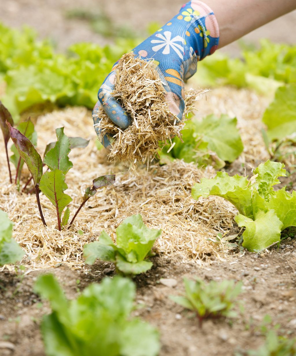 7 Mulching Mistakes To Avoid If You Want Healthier Plants | Gardening ...