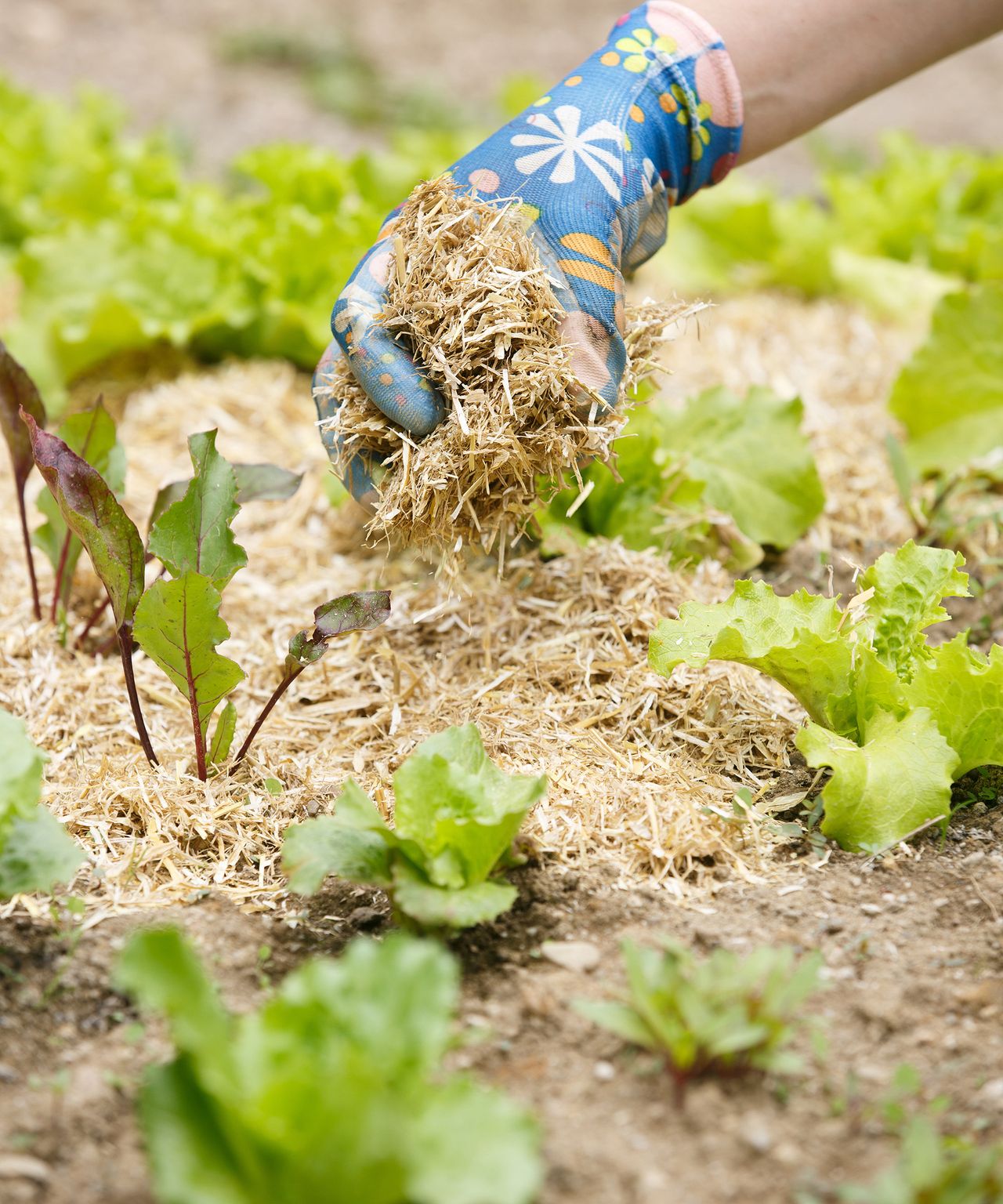7 Mulching Mistakes To Avoid If You Want Healthier Plants | Gardening ...