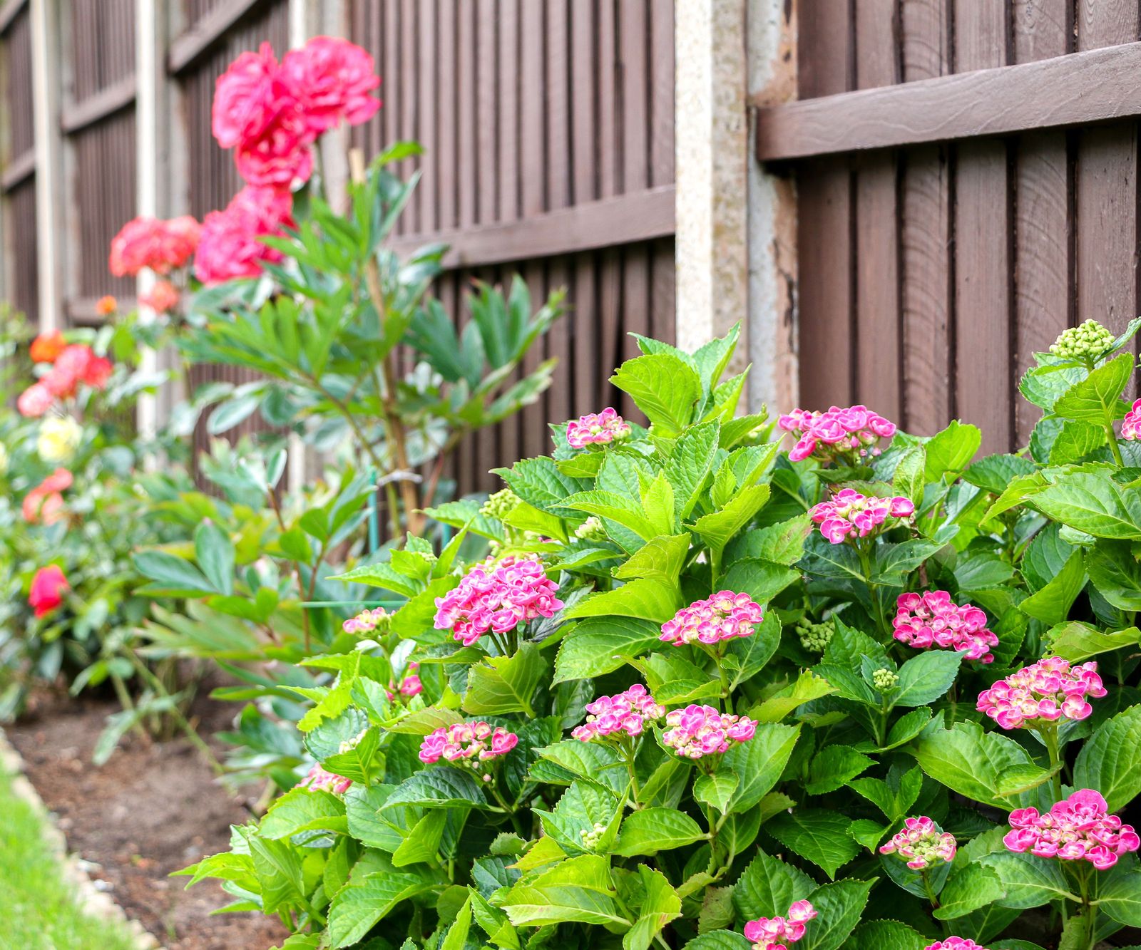 Fence Landscaping Ideas To Perk Up Your Property Line | Gardening Know How