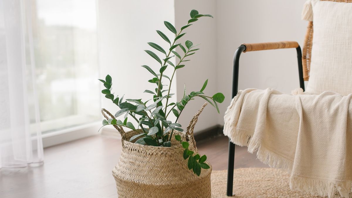 How to repot a ZZ plant: 3 easy steps with expert tips | Homes and Gardens