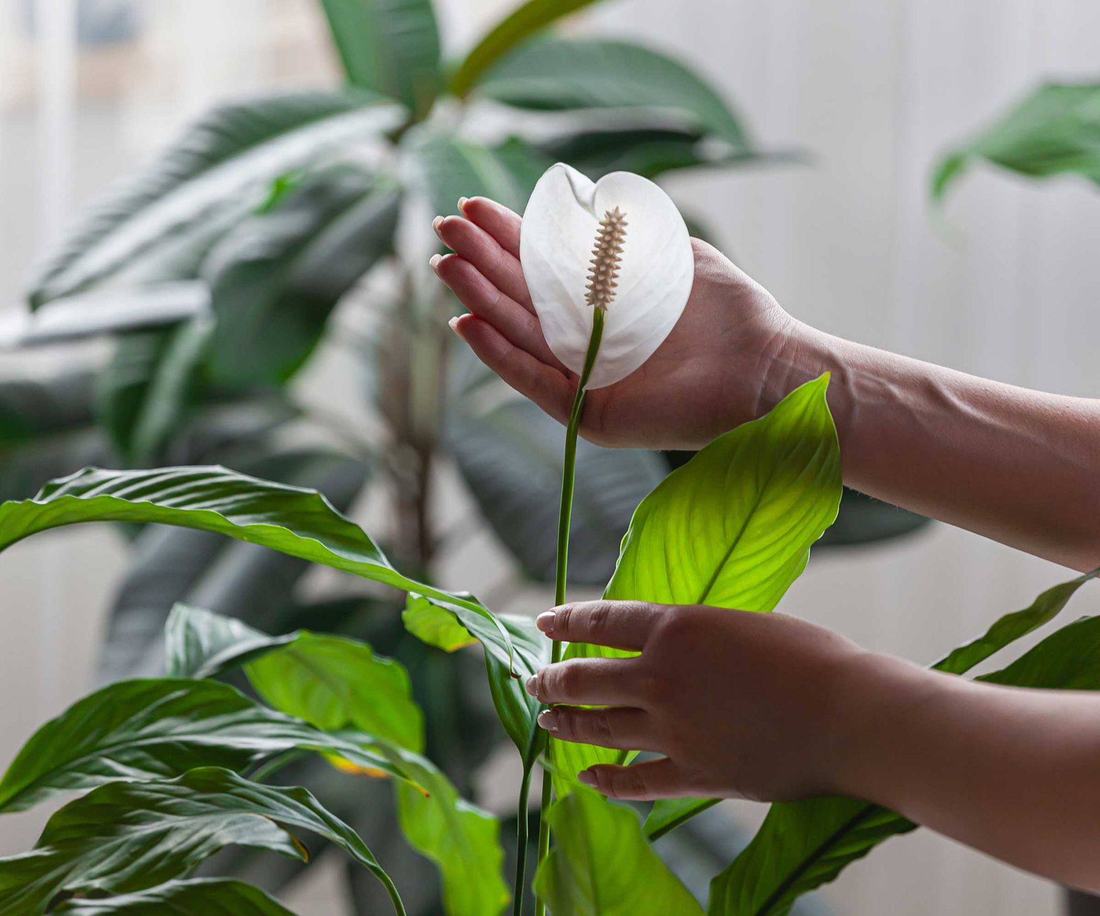 How to repot a peace lily: a step-by-step guide | Homes and Gardens
