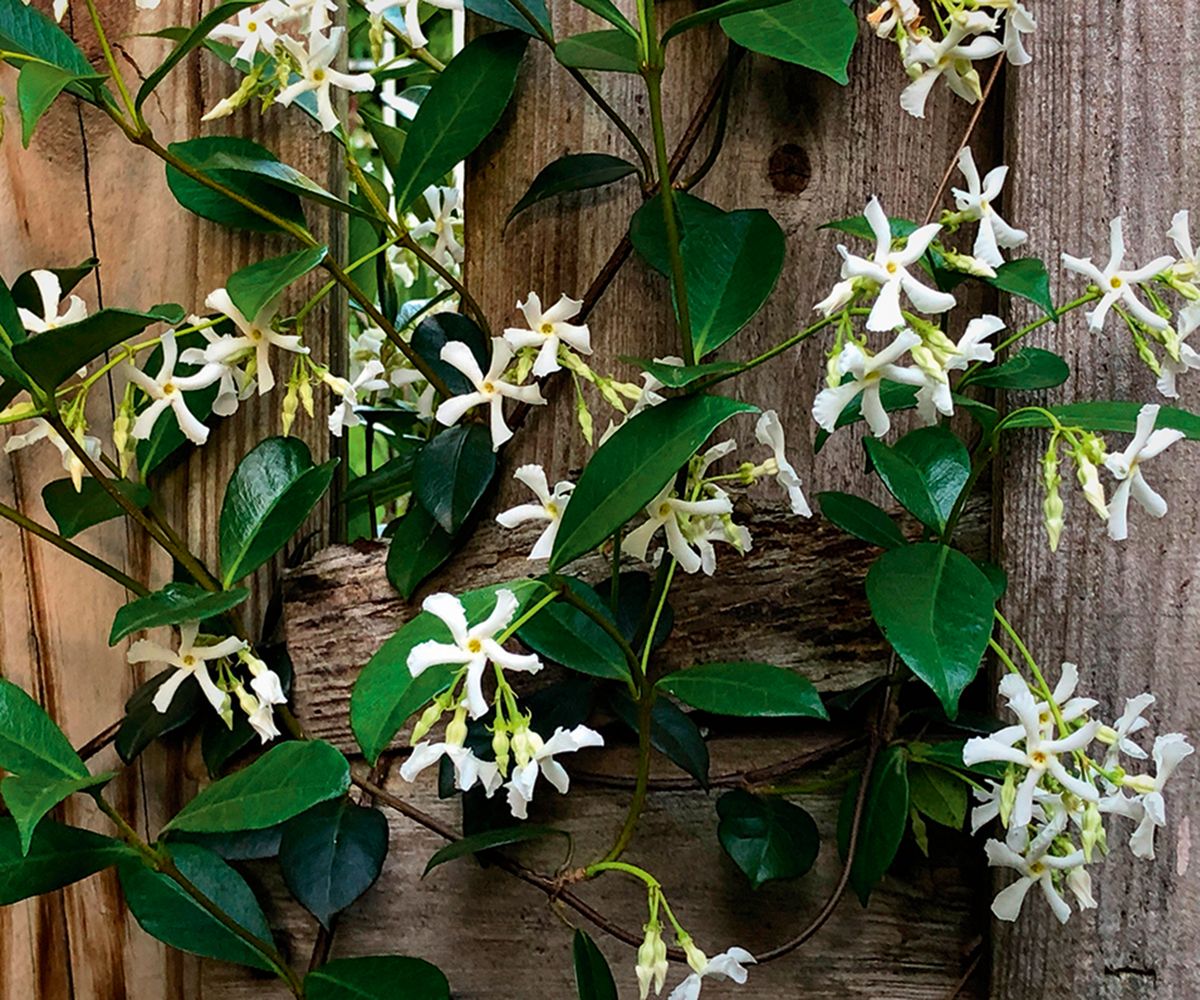 9 of the best climbing fence plants to grow | Homebuilding
