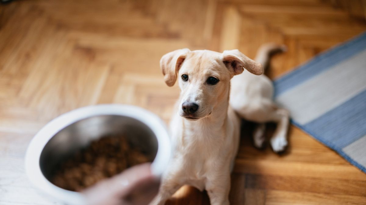 32 benefits of training your dog | PetsRadar