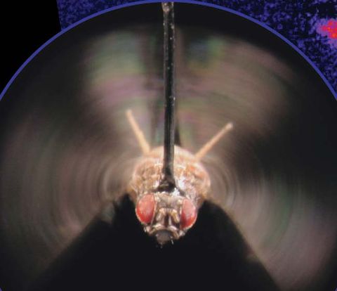 Scientists Finally Figure Out How Bees Fly | Live Science