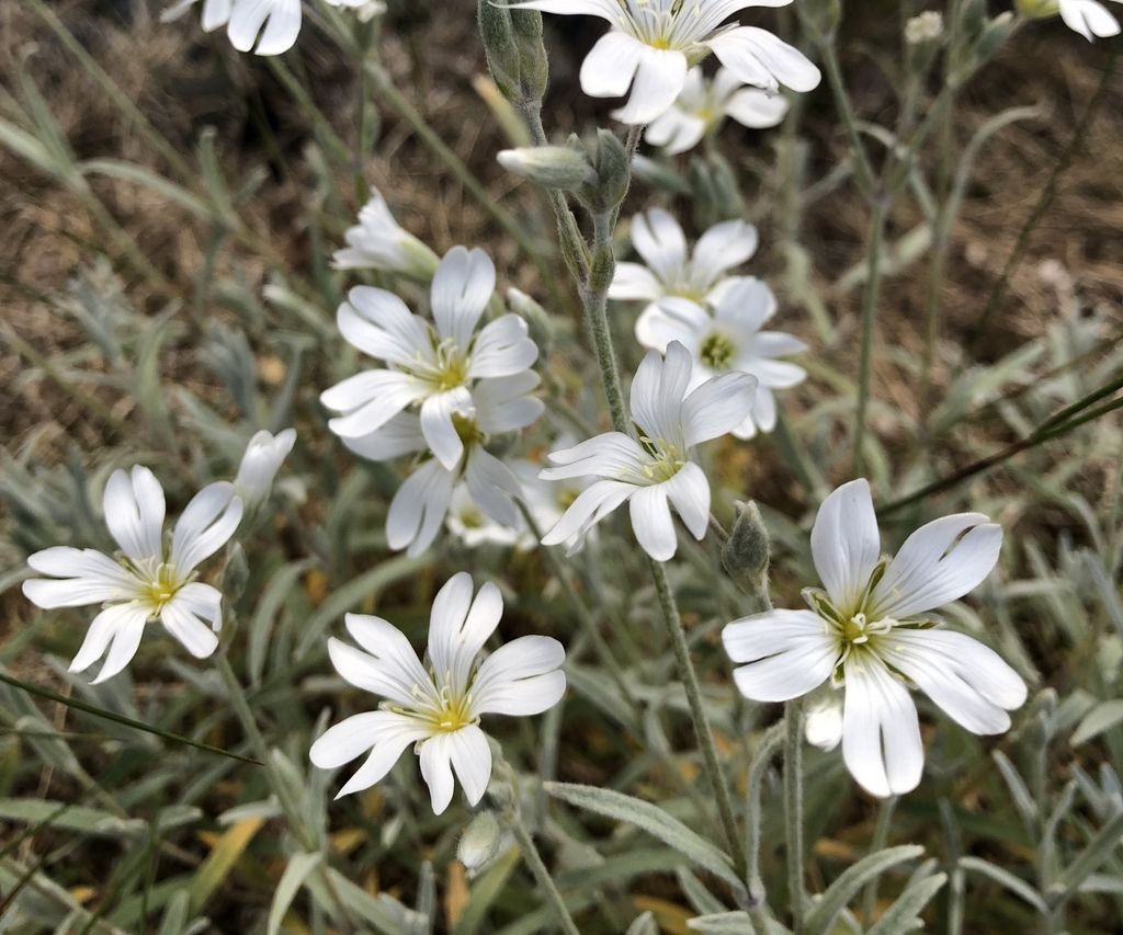 Best 6 plants with silver foliage: drought-tolerant planting | Homes ...