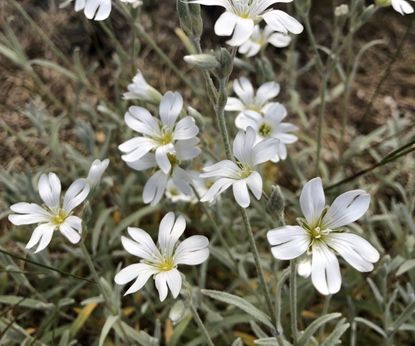 Best 6 plants with silver foliage: drought-tolerant planting | Homes ...