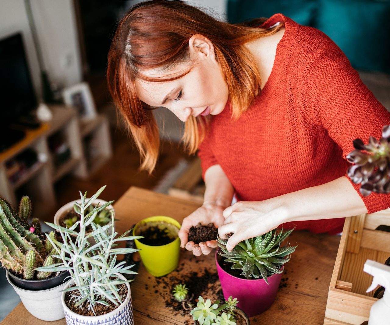 How to repot succulents: plus expert tips on when to do it | Homes and ...