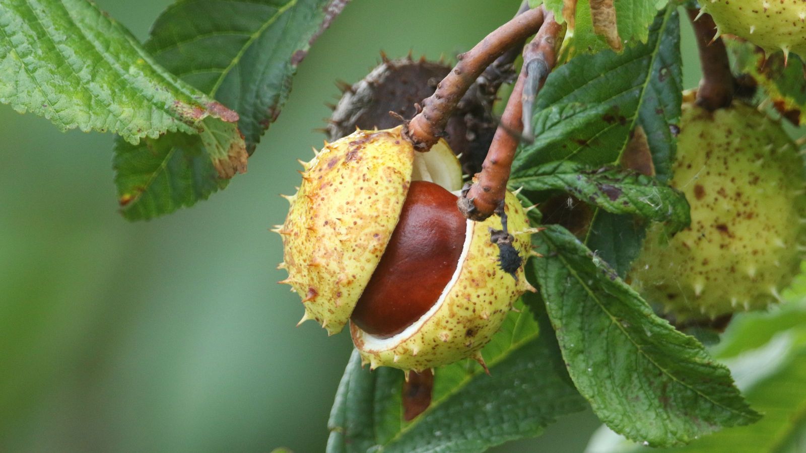 Can you grow a tree from a conker? An expert guide | Ideal Home