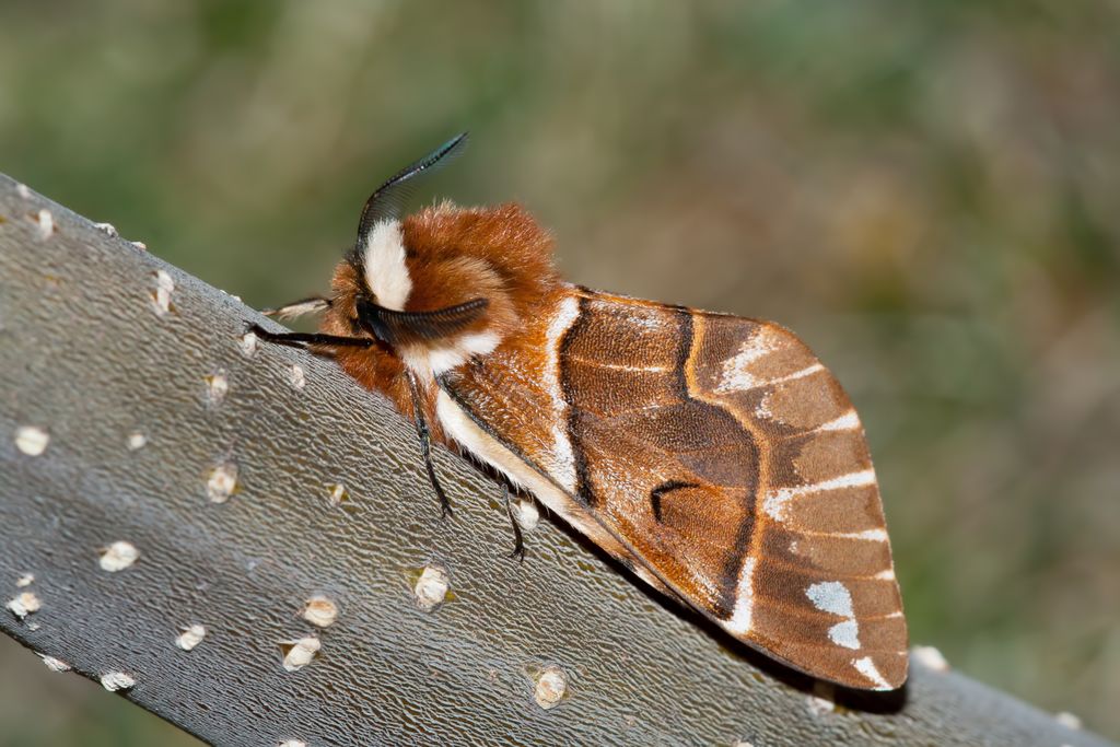 One of Britain’s most attractive moth species could be making a ...