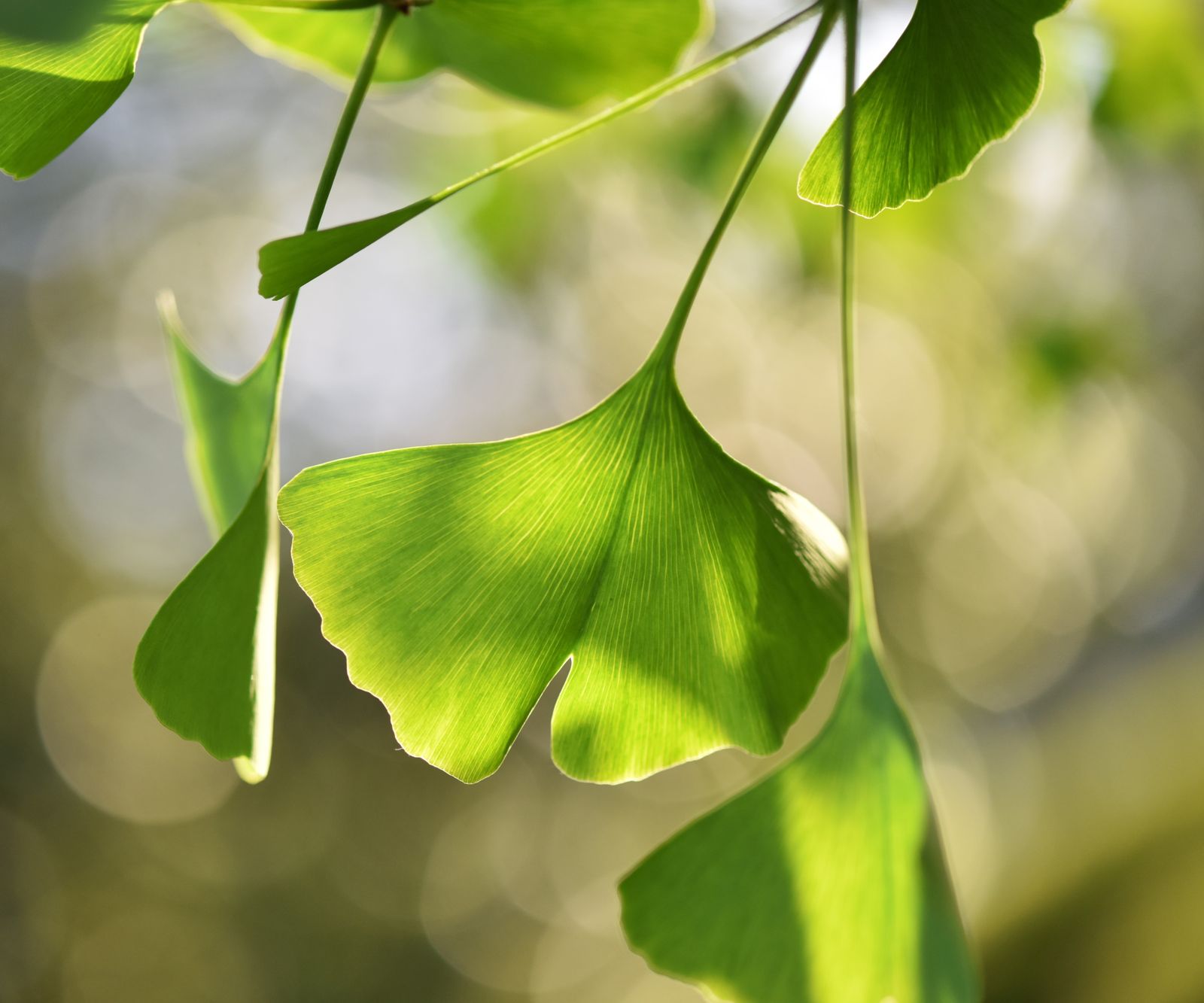 How to grow a ginkgo tree: expert advice from a gardener | Homes and ...